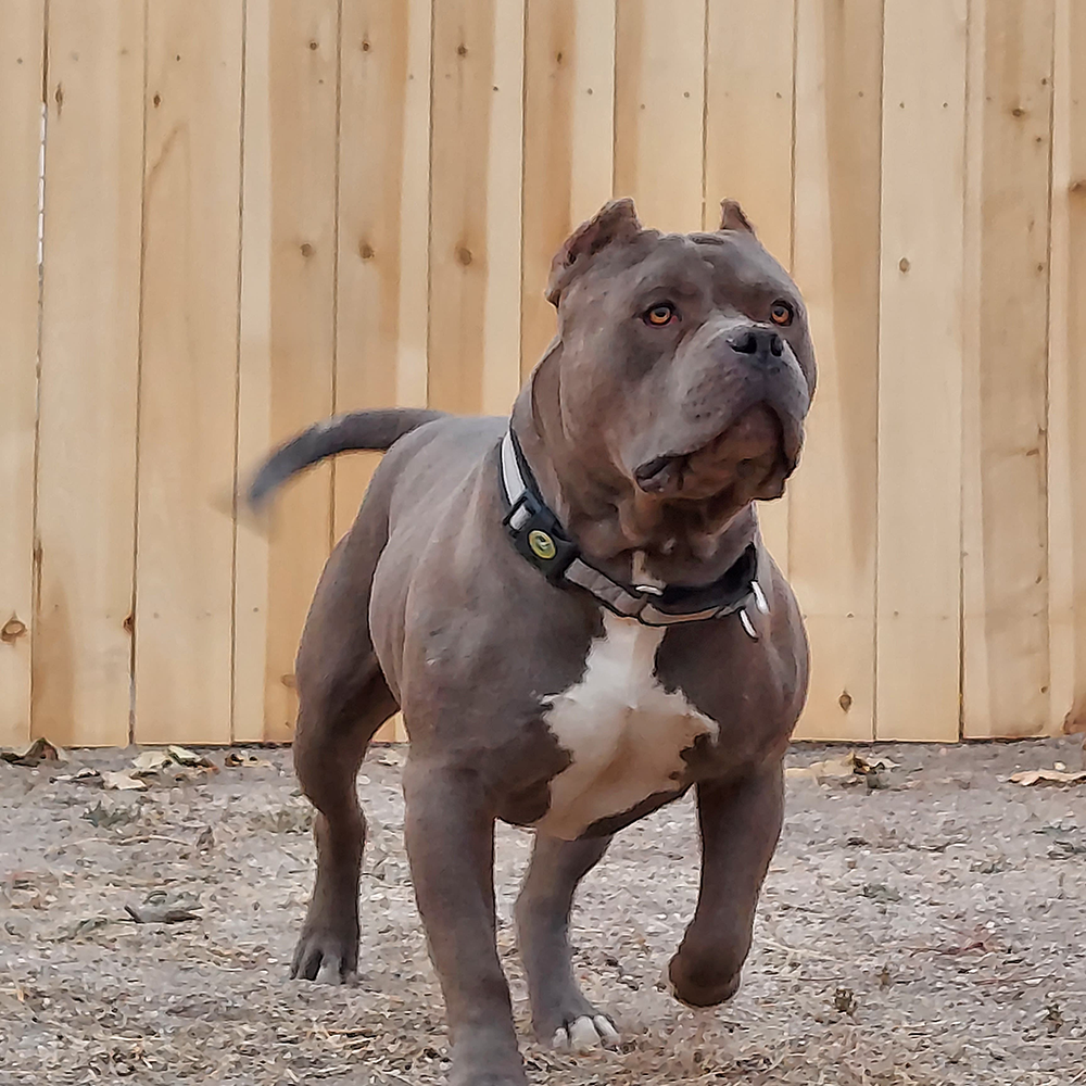 Fuller Built Bullies | Xl Evolution