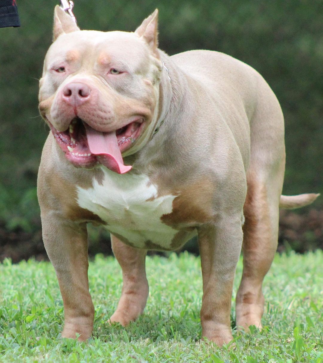 Frontline Bullys | Xl Evolution