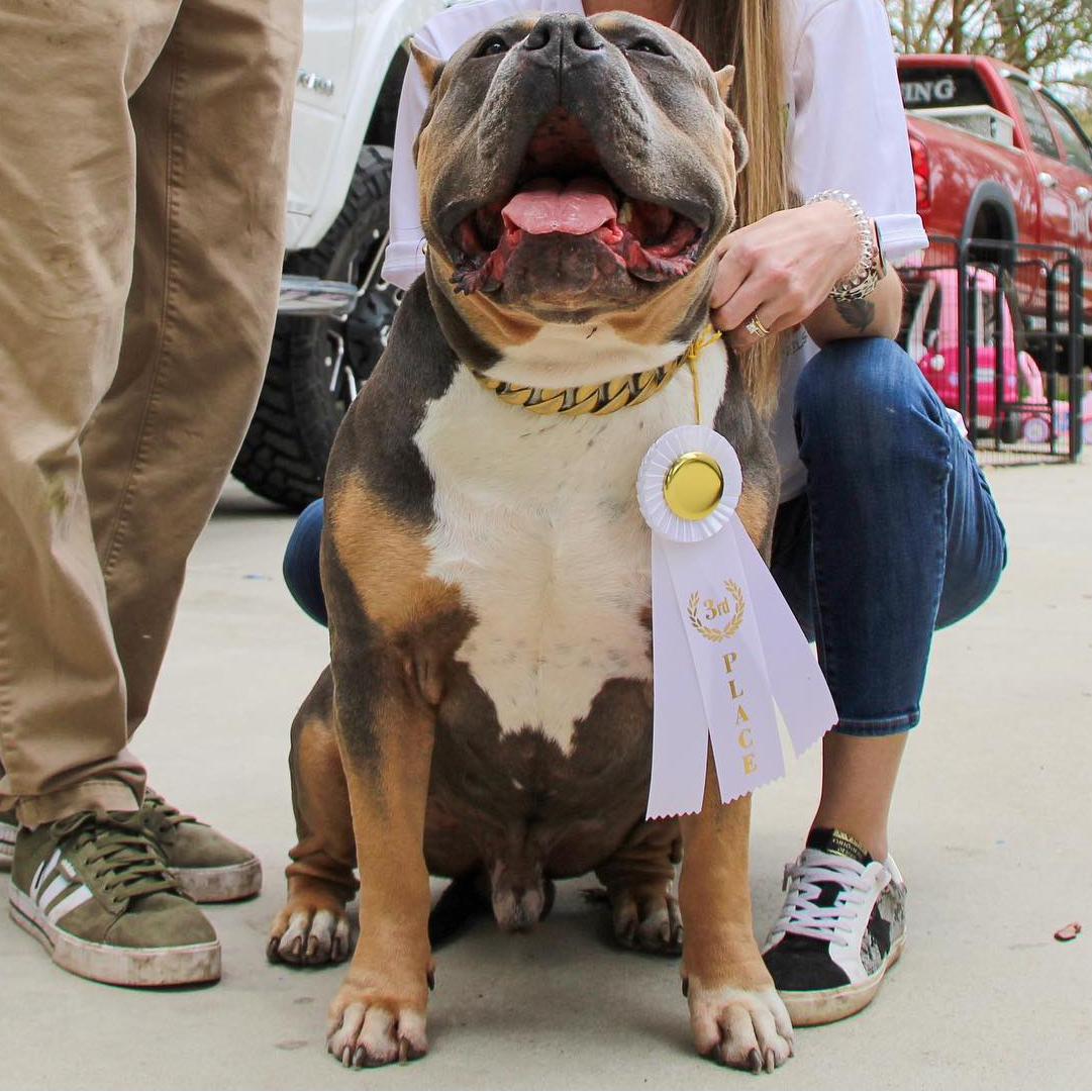 Camp Bully Kennels | Xl Evolution