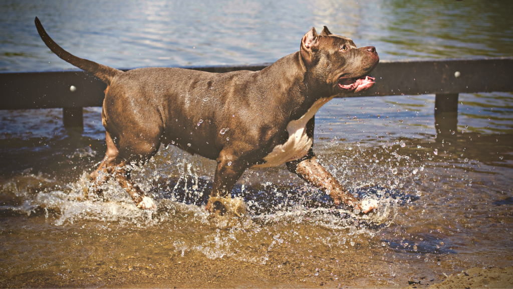 History of the XL American Bully Breed | Xl Evolution