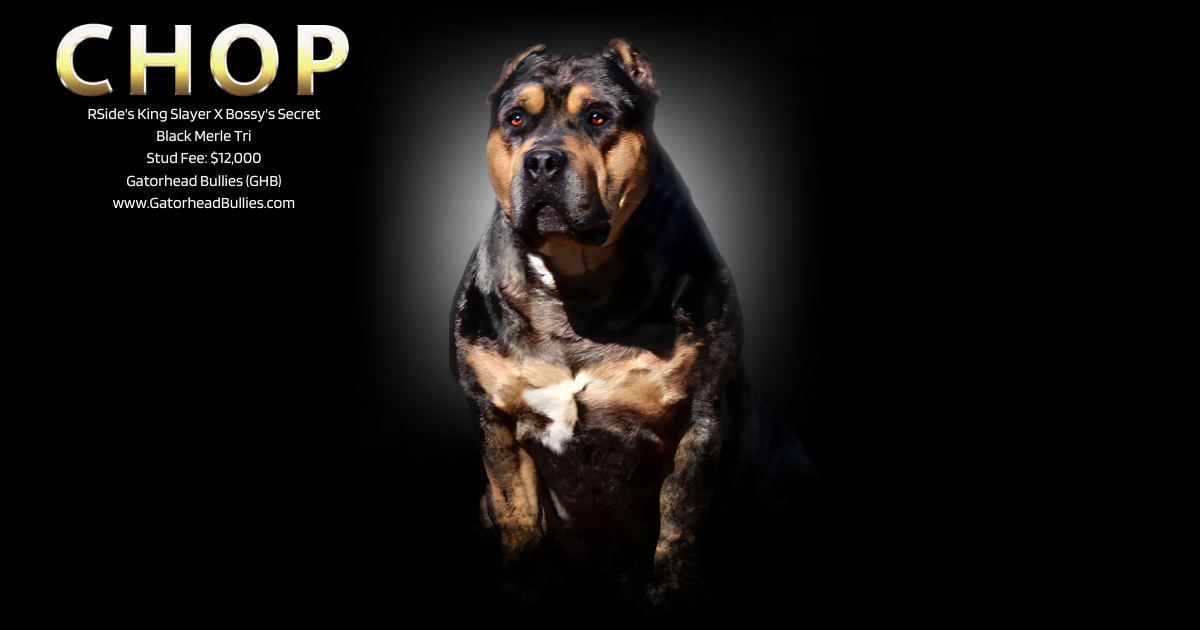 All Star Bullies' Chop | Xl Evolution