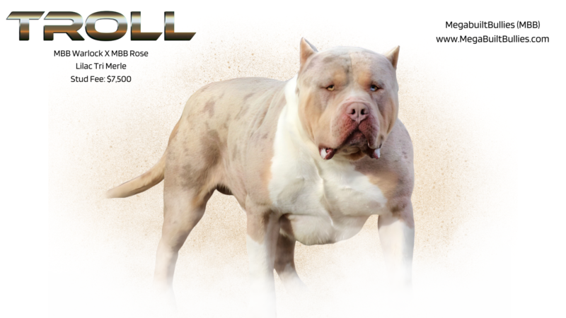 Megabuiltbullies Troll | Xl Evolution