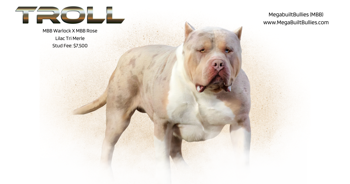 Megabuiltbullies Troll | Xl Evolution